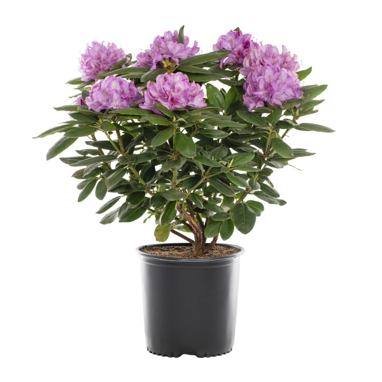 Expert Gardener 2.25gal Rhododendron Live Shrub Plant Partial Shade ...