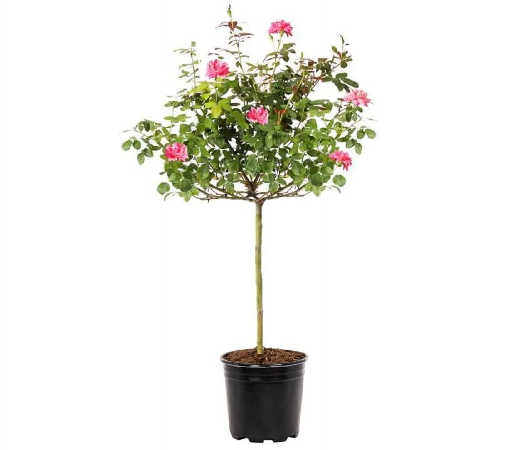 Expert Gardener 2.25gal Rose Cosmo Live Tree Plant Decorative Pot Sun ...