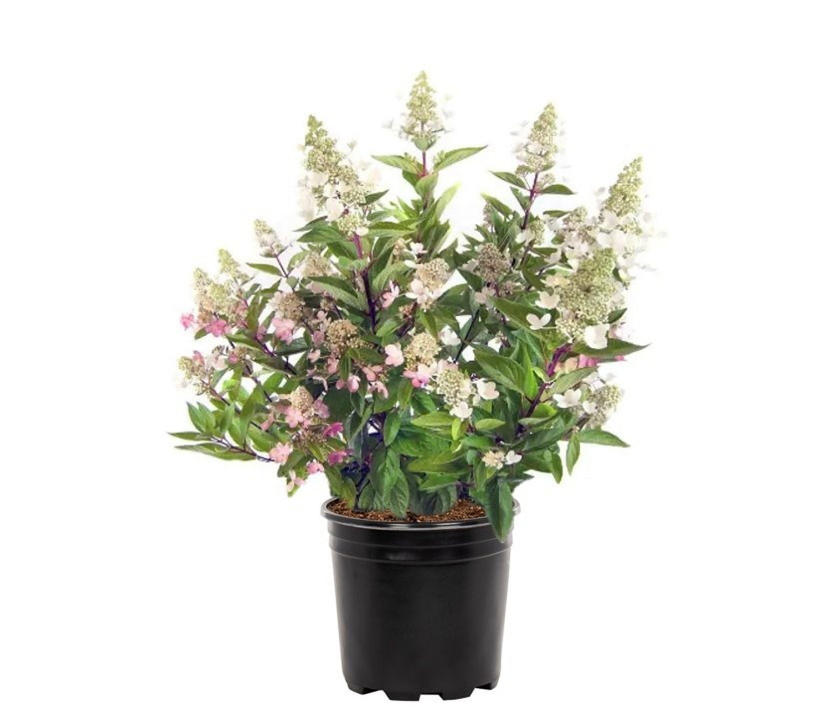 Expert Gardener 2.25gal White Pink Hydrangea Paniculata Live Shrub ...