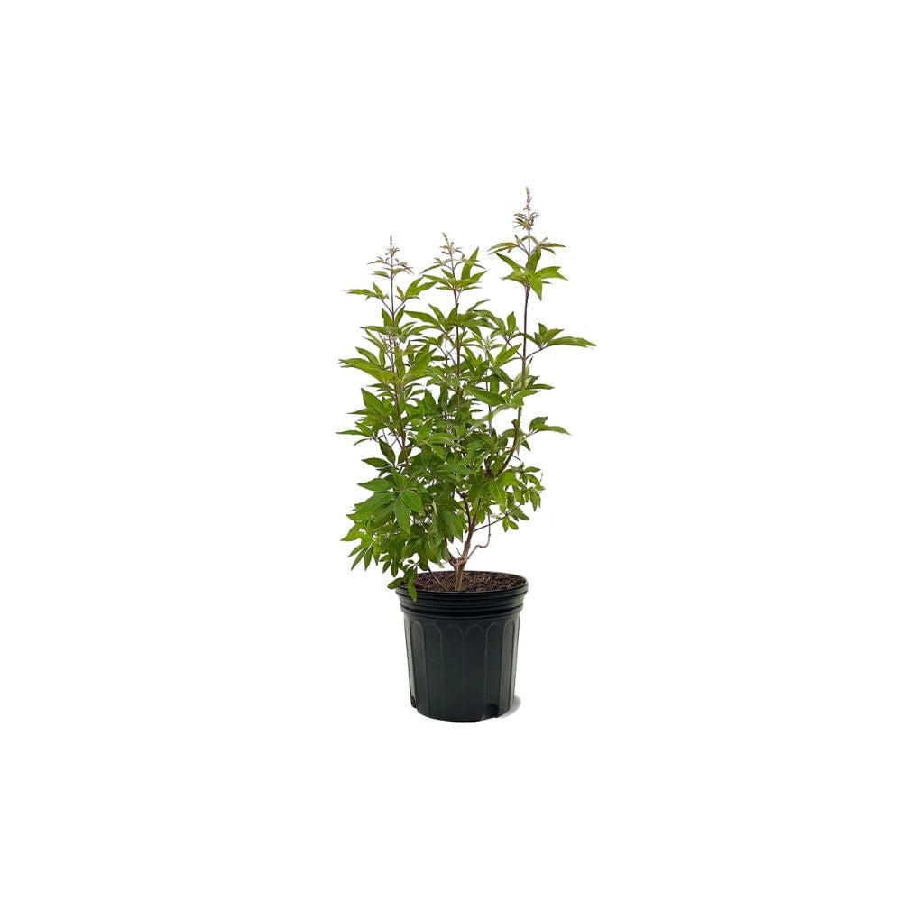 First Editions 3-4 ft tall Delta Blue Vitex Live Tree in 7-Gallon ...