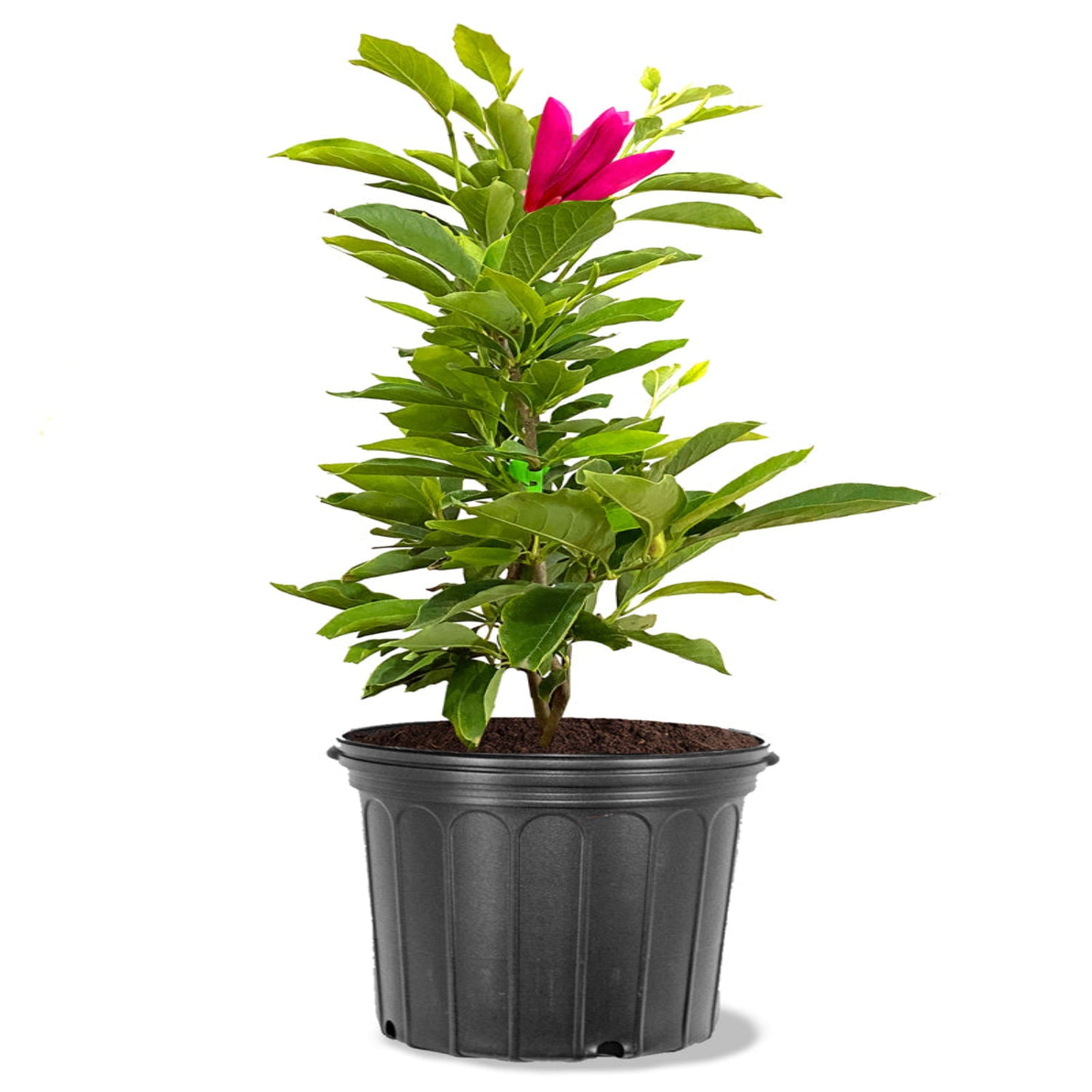 Expert Gardener 18-24 in. tall Jane Japanese Magnolia Live Tree in 3 ...