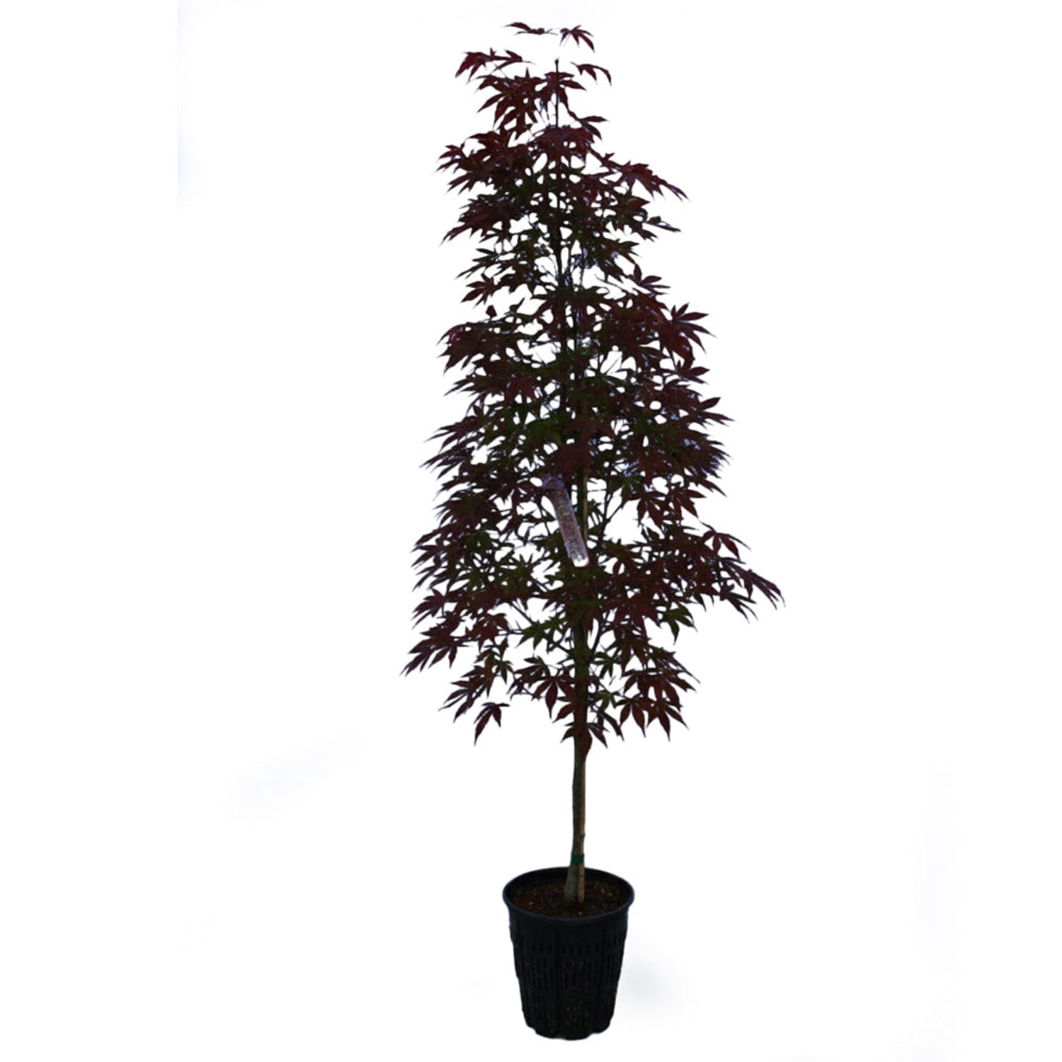 Expert Gardener 2-3' Maple Japanese Twombly’s Red Sentinel in 1 gal ...