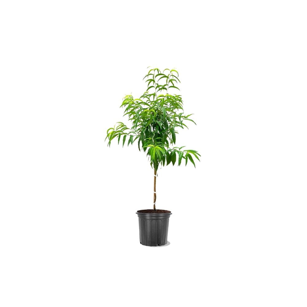 Expert Gardener 2-3’ Mericrest Necatarine Live Tree in 5 gal. Grower ...