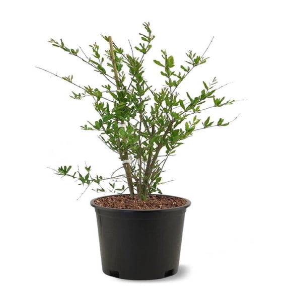 First Editions 1.5- 2 ft tall Shoal Creek Vitex Live Tree in 3-Gallon ...