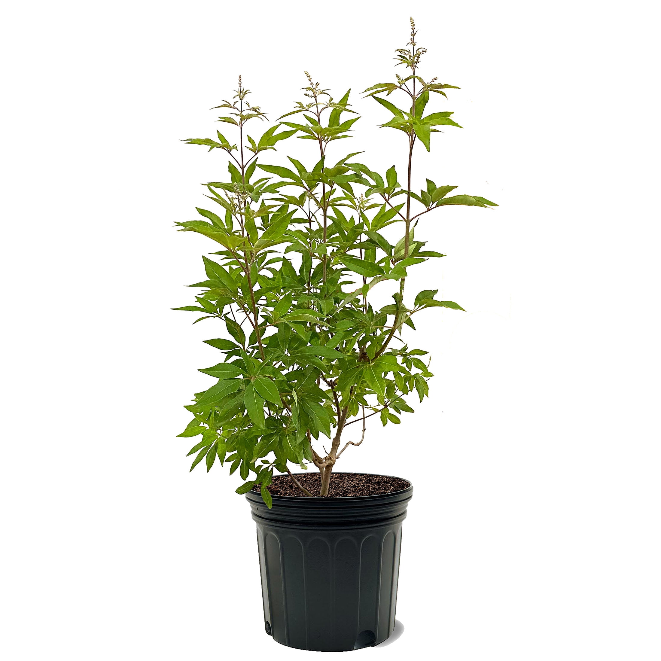 Expert Gardener 3-4 ft tall Shoal Creek Vitex Live Tree in 7-Gallon ...