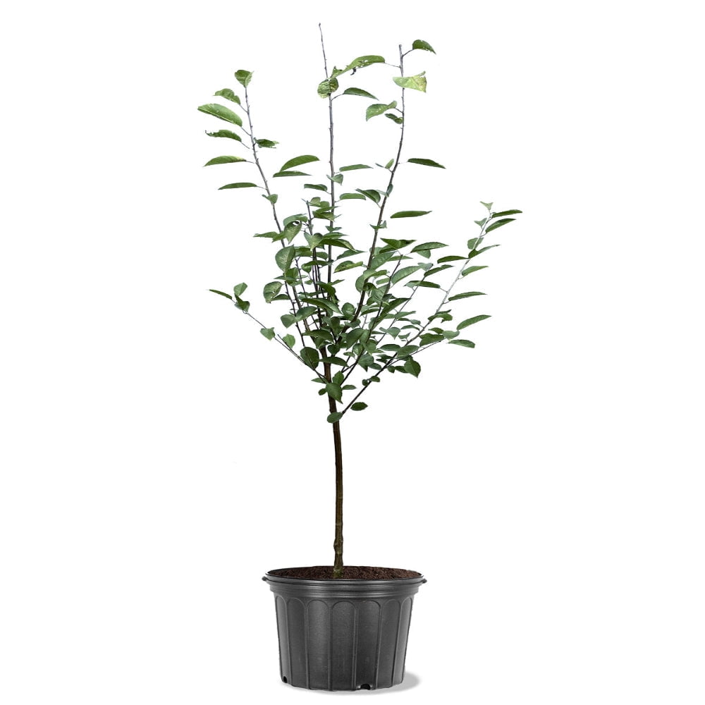 Expert Gardener 2-3 ft. tall Tulare Fruiting Cherry Live Tree in 5 ...