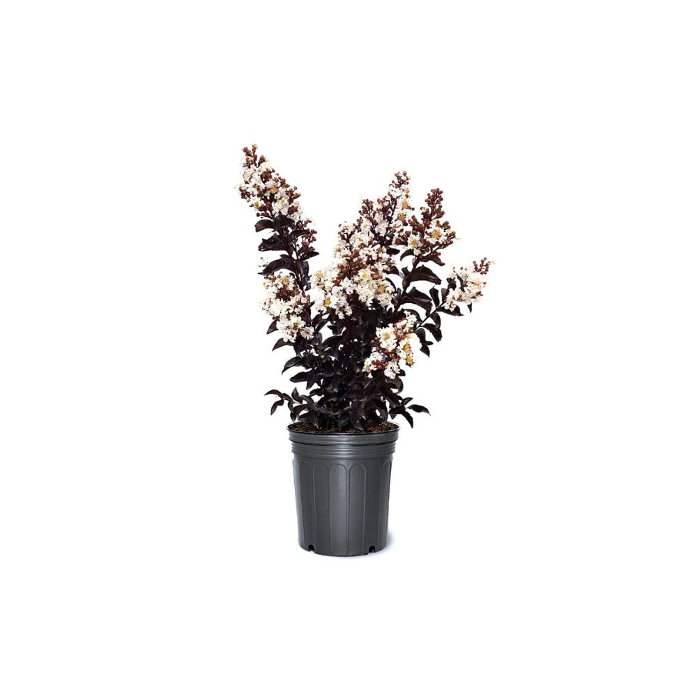 Garden Debut 18-24 in. tall Thunderstruck White Lightning Live Tree in ...