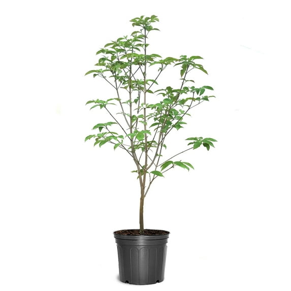 Expert Gardener 2-3 ft. Tall Red Dogwood Live Tree in 3- Gallon Grower ...