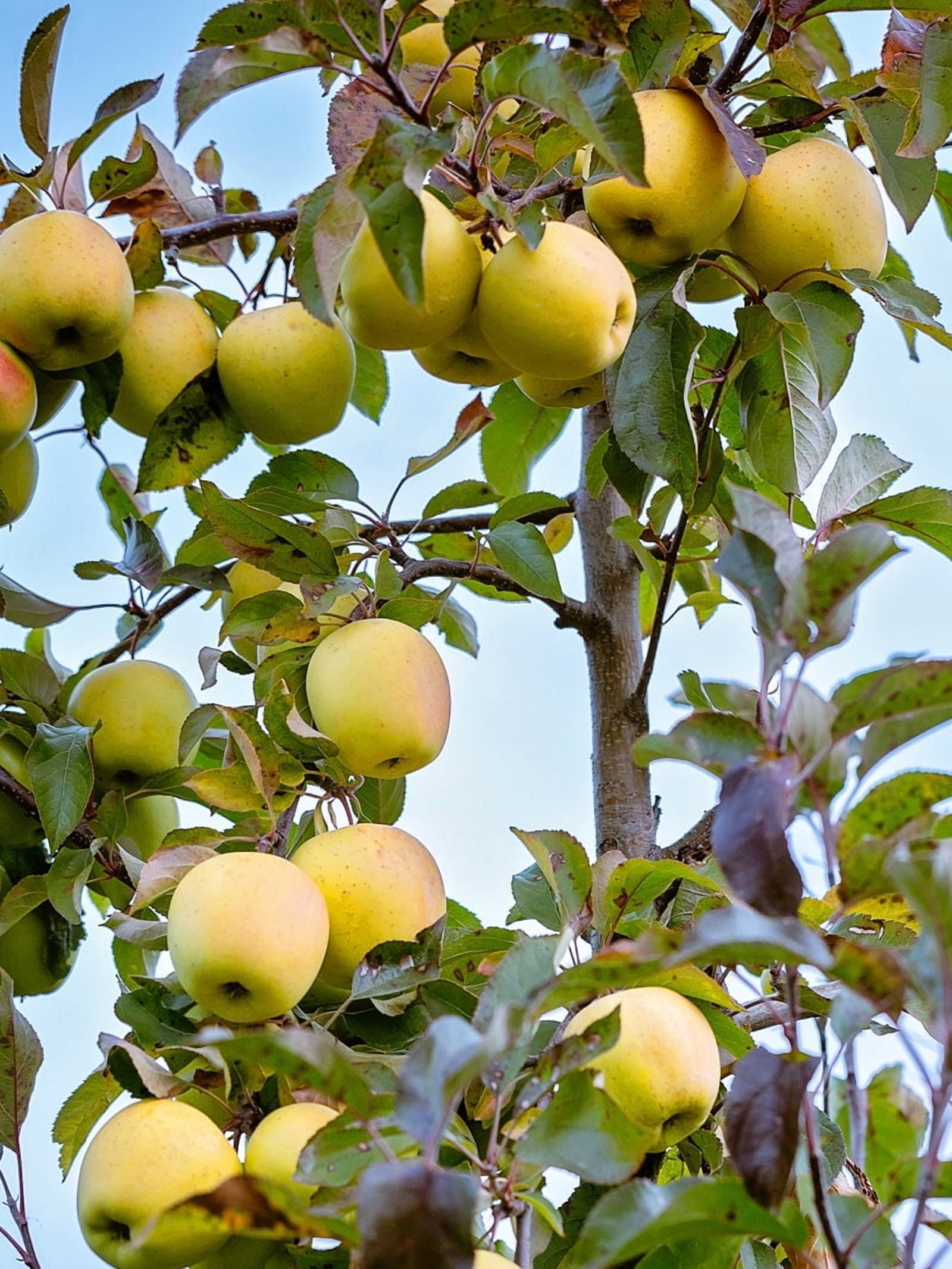 Expert Gardener 2-3 ft. Tall Yellow Delicious Semi Dwarf Apple Live ...