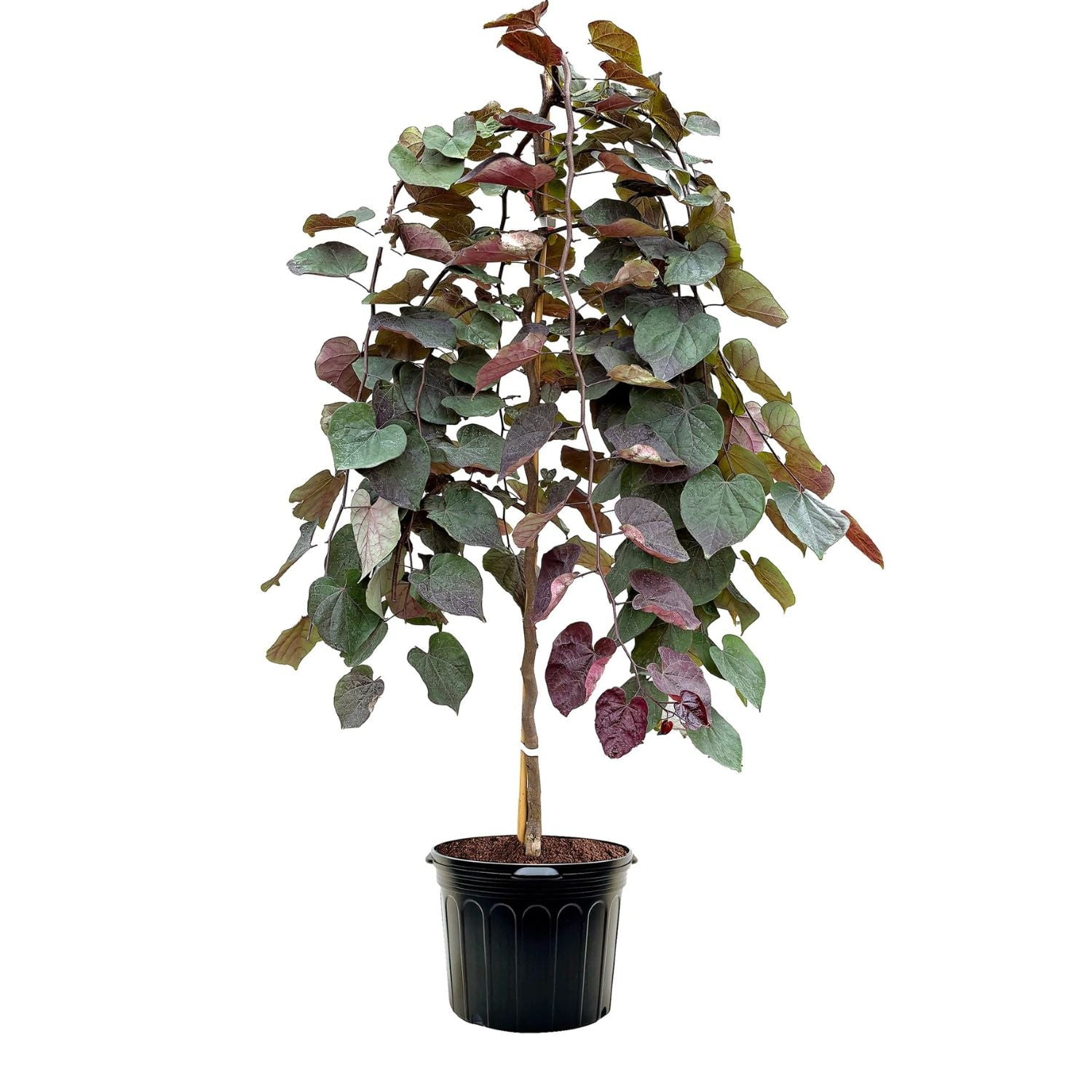 Expert Gardener 2-3 ft. tall Ruby Falls Weeping Redbud Tree in 5 ...
