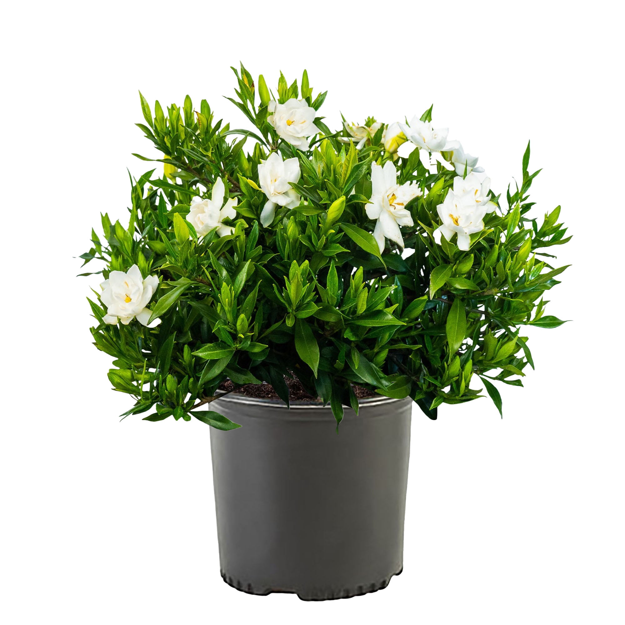 Expert Gardener 2.5 Quart Gardenia Frostproof Live Shrub - Walmart.com
