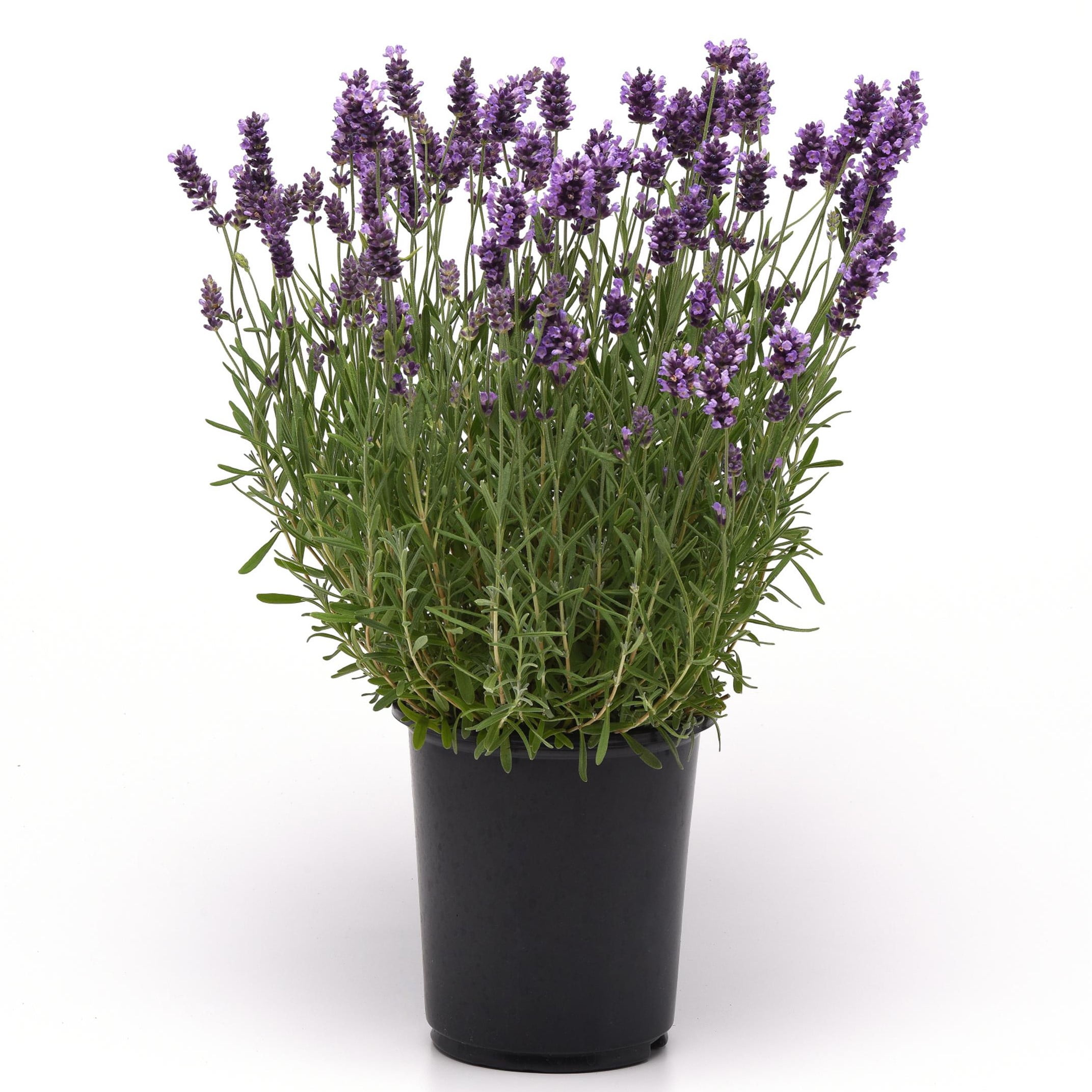 Expert Gardener 2.5 Quart Purple English Lavender Perennial Outdoor ...