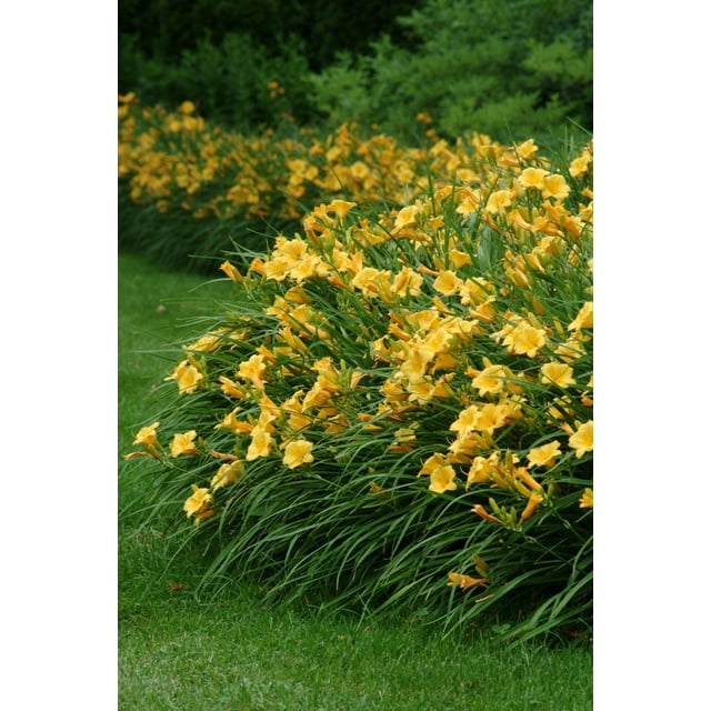 Expert Gardener 2.5 Quart Red Hemerocallis Daylily Perennial Outdoor ...