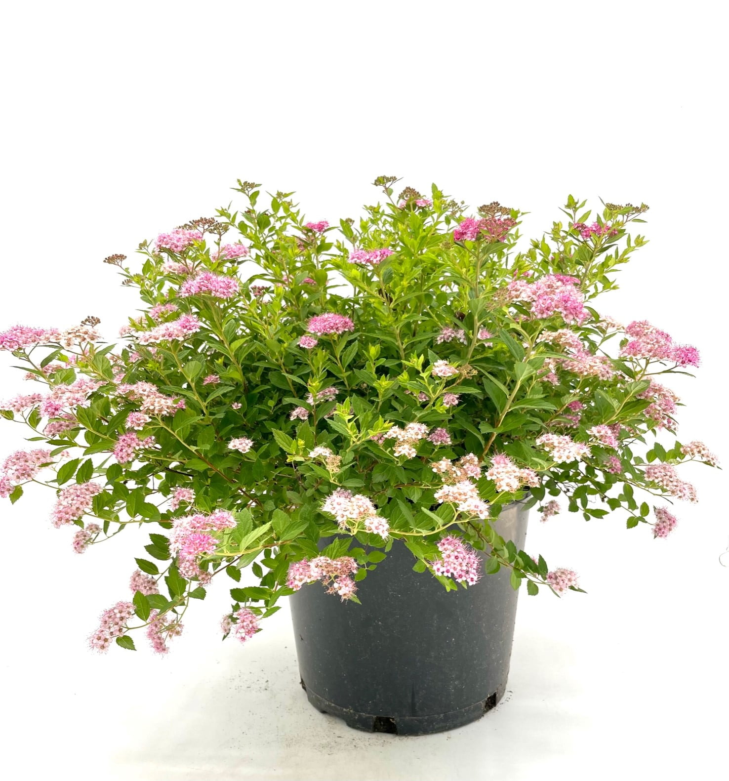 Expert Gardener 2.5 Quart Spirea Little Princess Live Shrubs - Walmart.com