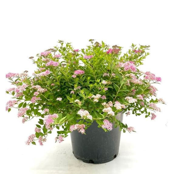 Expert Gardener 2.5 Quart Spirea Little Princess Live Shrubs - Walmart.com