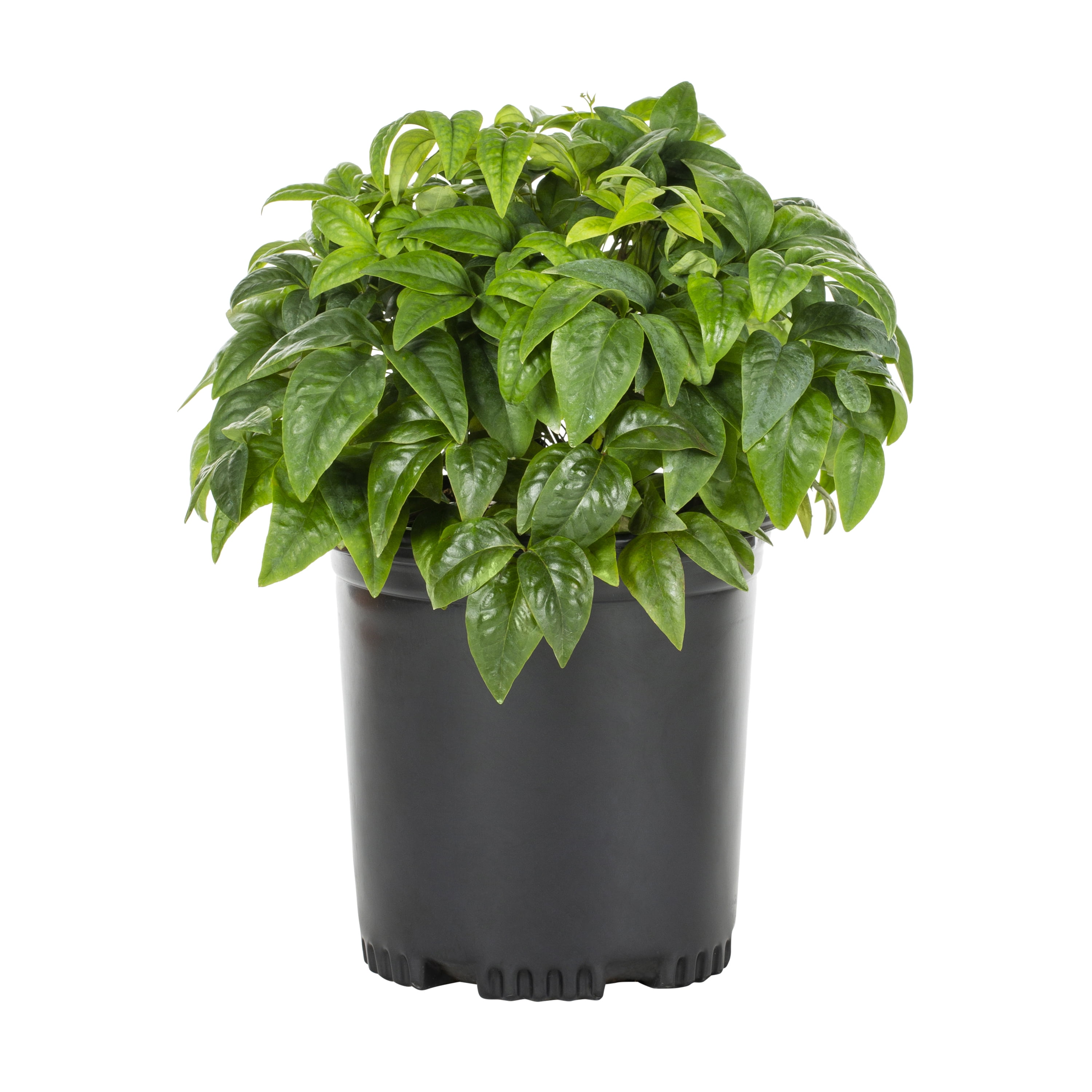 Expert Gardener 2.5Q Nandina Firepower Live Shrub Plant Sun - Walmart.com