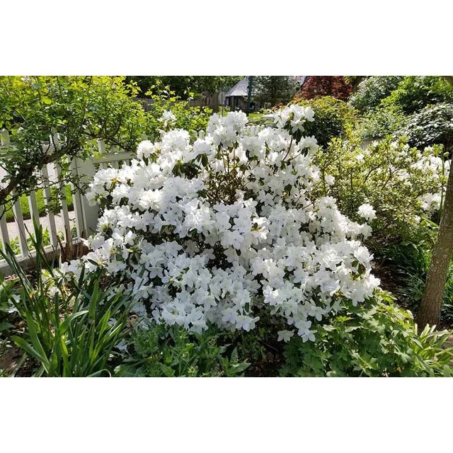 Expert Gardener 2.5QT Azalea Ev Everest Live Shrubs Full Sun White ...