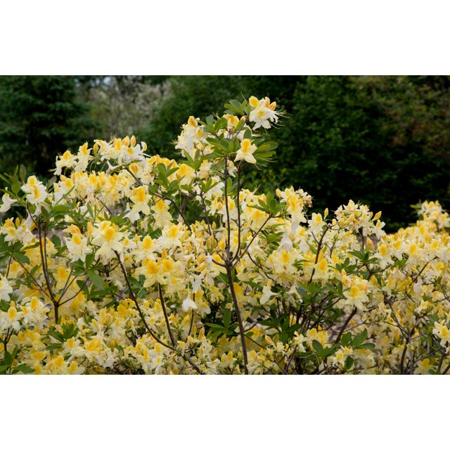 Expert Gardener 2.5QT Azalea Northern Hi-Lights Live Shrubs Full Sun ...