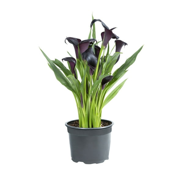 Expert Gardener 2.5QT Black Calla Lily Live Perennial Plant Sun ...