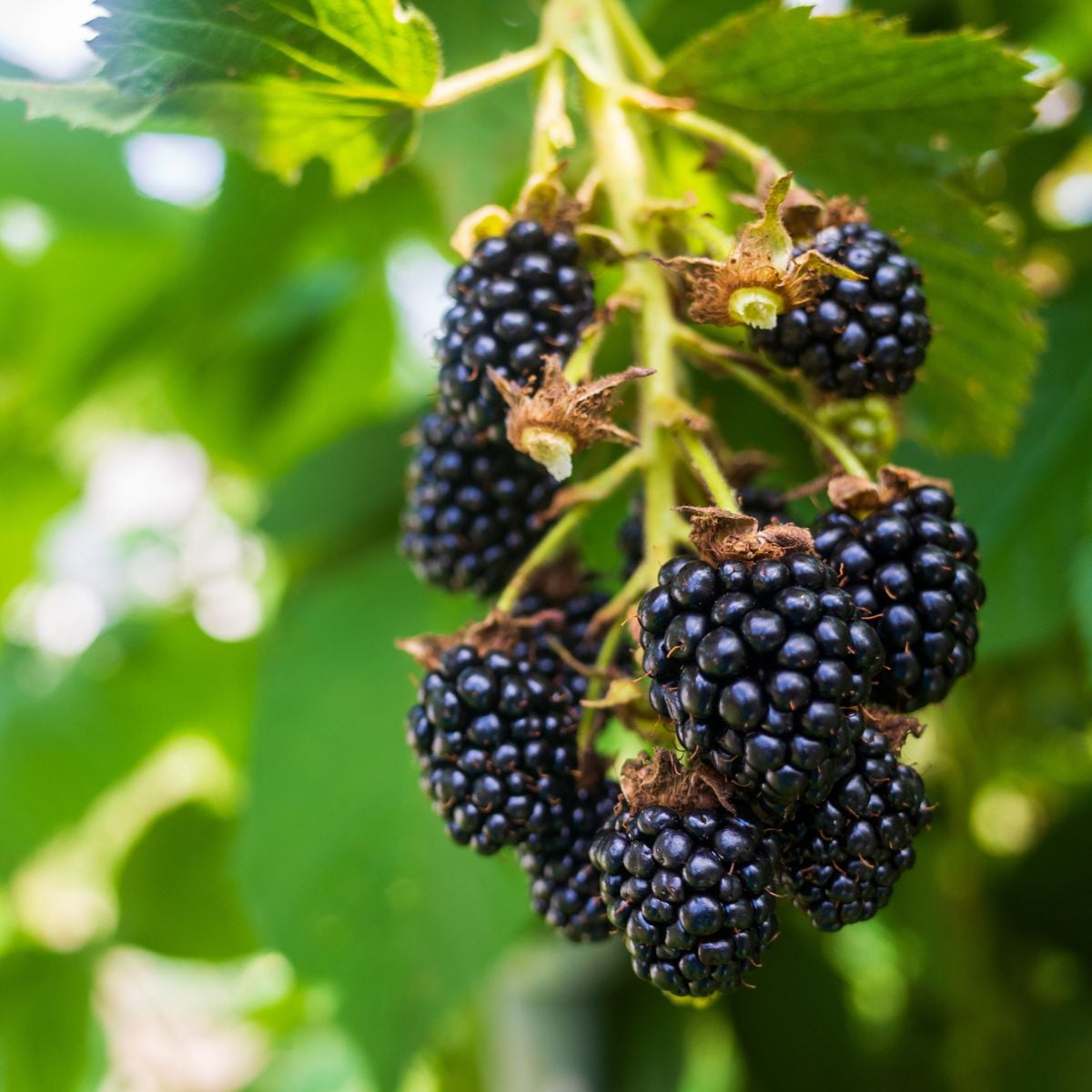 Expert Gardener 2.5QT Blackberry Black Satin Fruit Live Plants ...