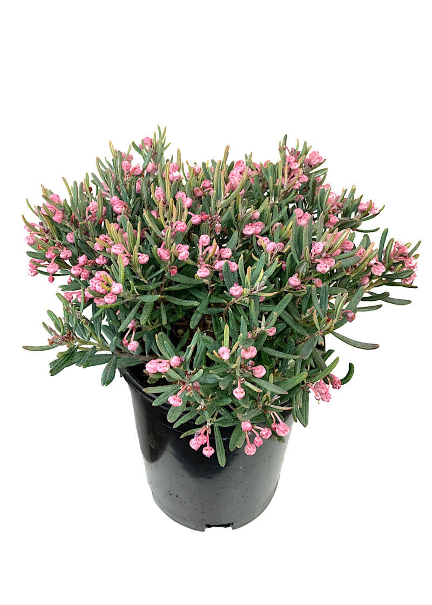 Expert Gardener 2.5QT Blue Ice Andromeda Flowering Live Plants Full Sun ...