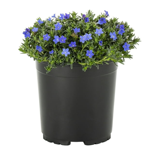 Expert Gardener 2.5QT Blue Lithodora Live Plants with Grower Pot ...