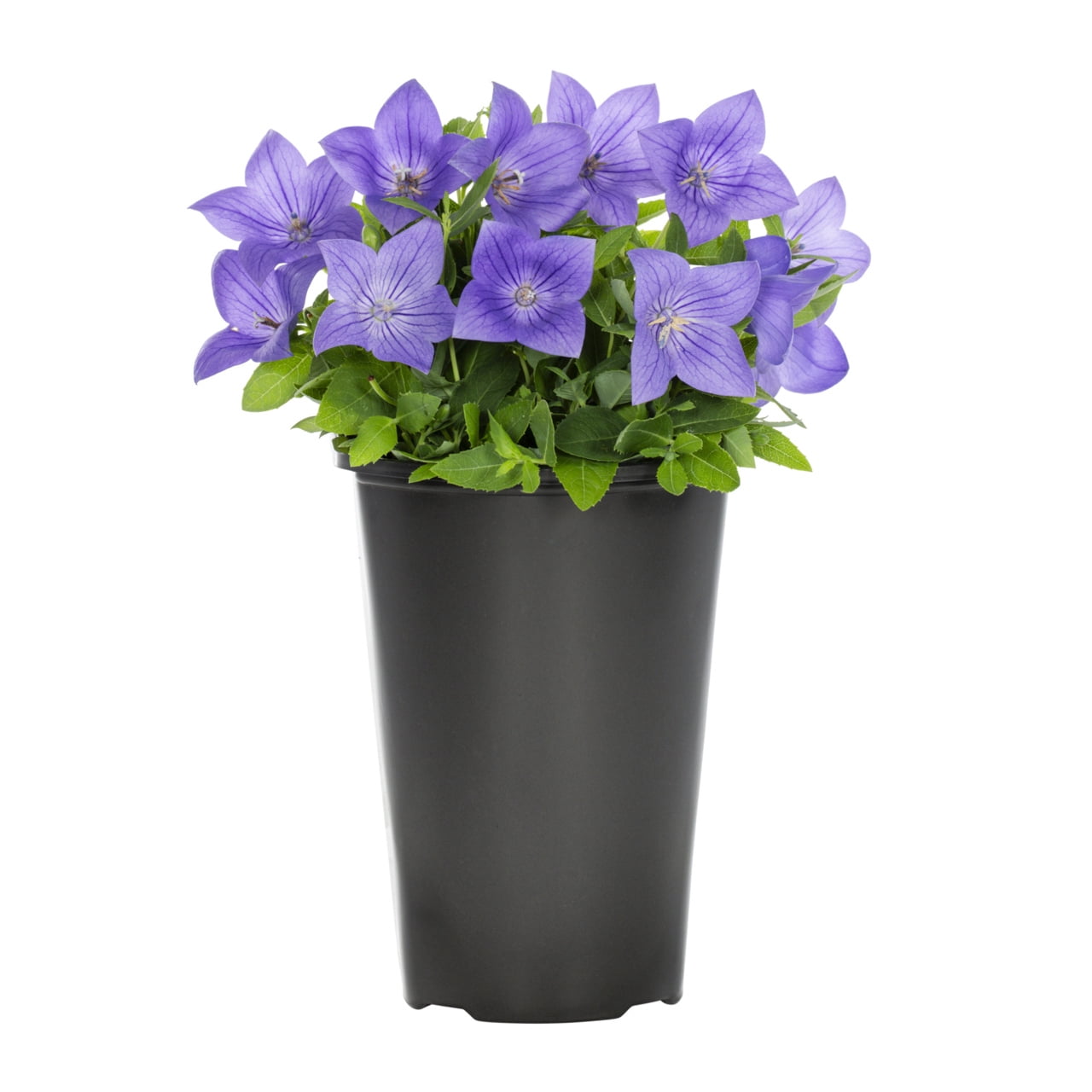 Expert Gardener Blue Platycodon Perennial Plant Sun 2.5QT with Blue ...