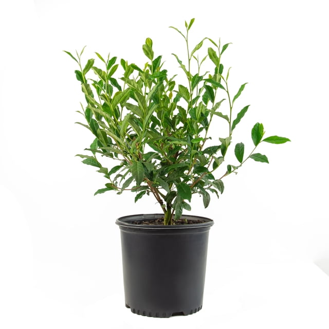 Expert Gardener 2.5QT Blueberry Bluejay Small Fruit Full Sun Live ...