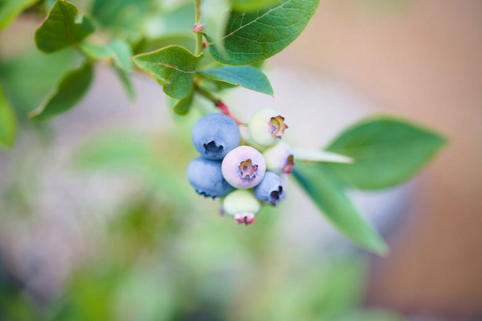 Expert Gardener 2.5QT Blueberry Elliott Small Fruit Full Sun Live ...
