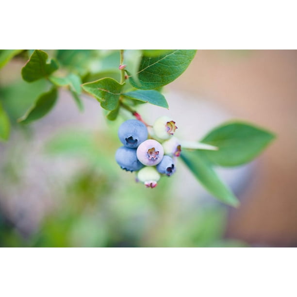 Expert Gardener 2.5QT Blueberry Elliott Small Fruit Full Sun Live ...