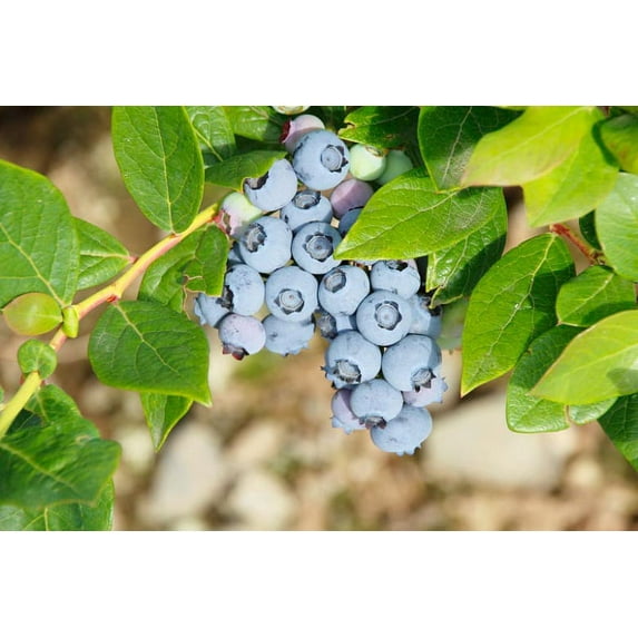 Expert Gardener 2.5QT Blueberry Toro Small Fruit Full Sun Live Plants ...