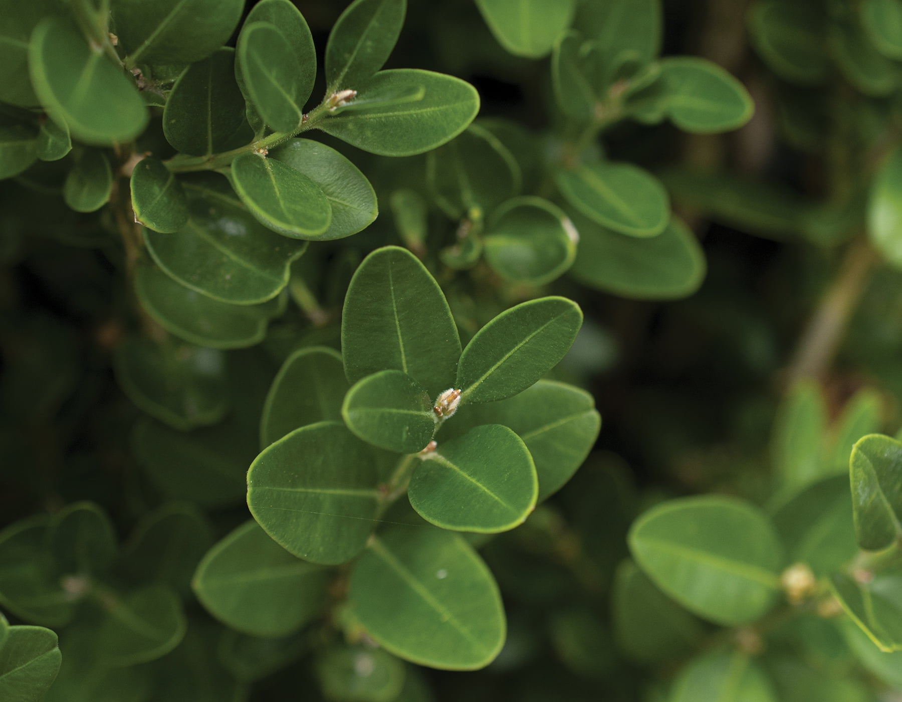 Expert Gardener 2.5QT Boxwood Highlander Live Shrubs Full Sun Green ...