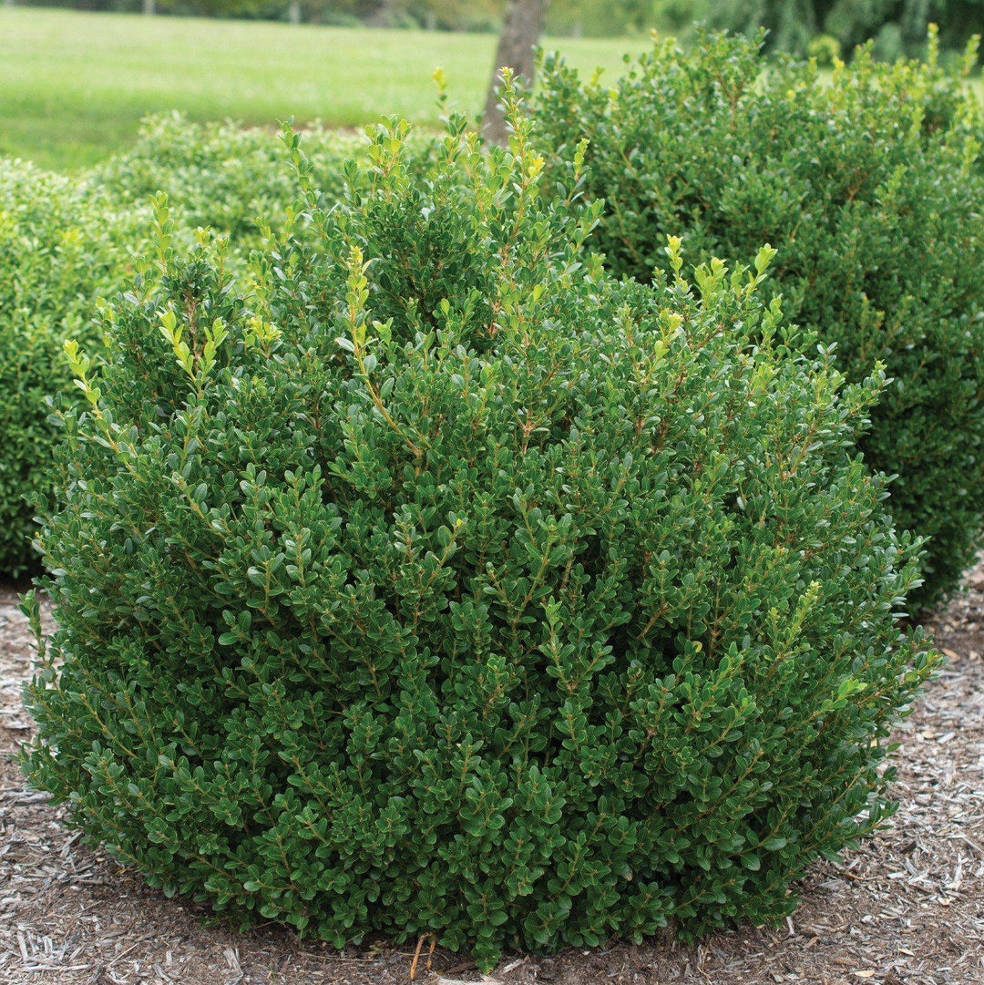 Expert Gardener 2.5QT Boxwood Highlander Live Shrubs Full Sun Green ...