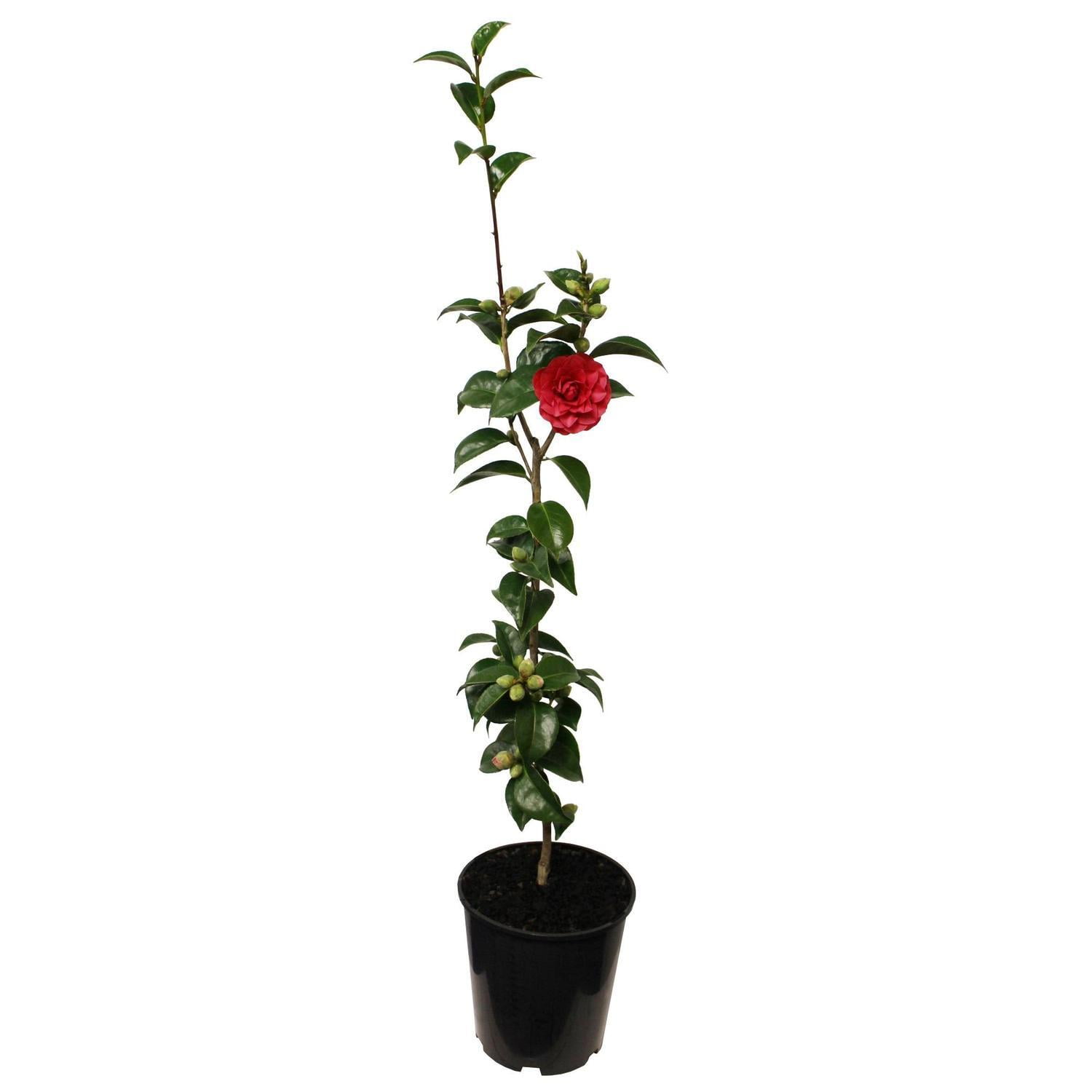 Expert Gardener 2.5QT Camellia Tom Knudsen Flowering Live Plants ...