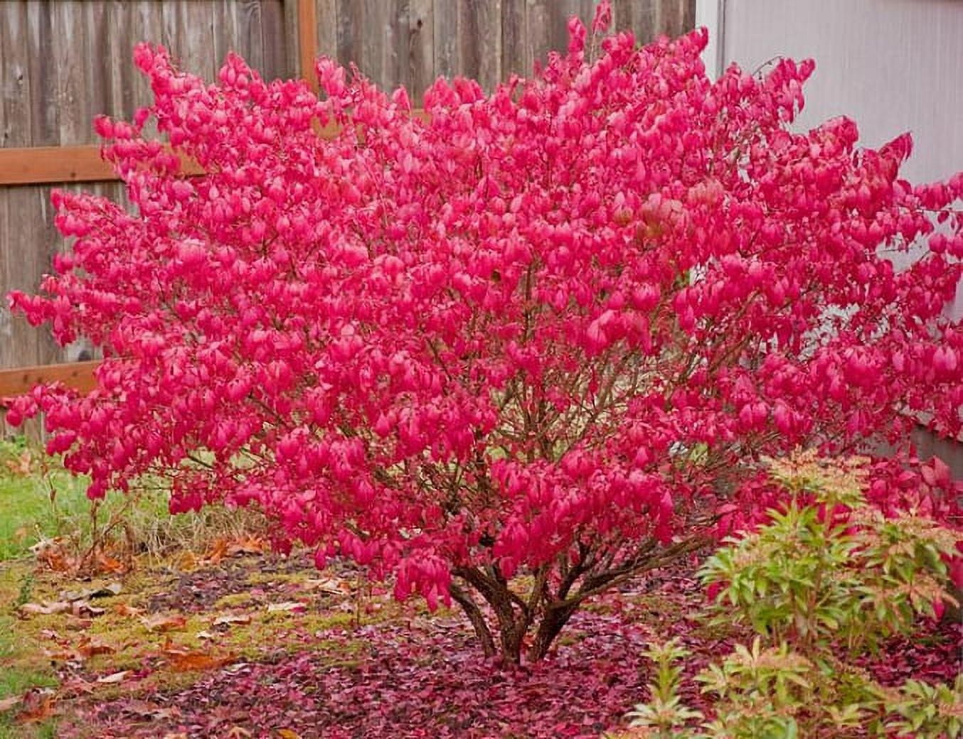 Expert Gardener 2.5QT Compacta Burning Bush Live Plants Full Sun Red ...