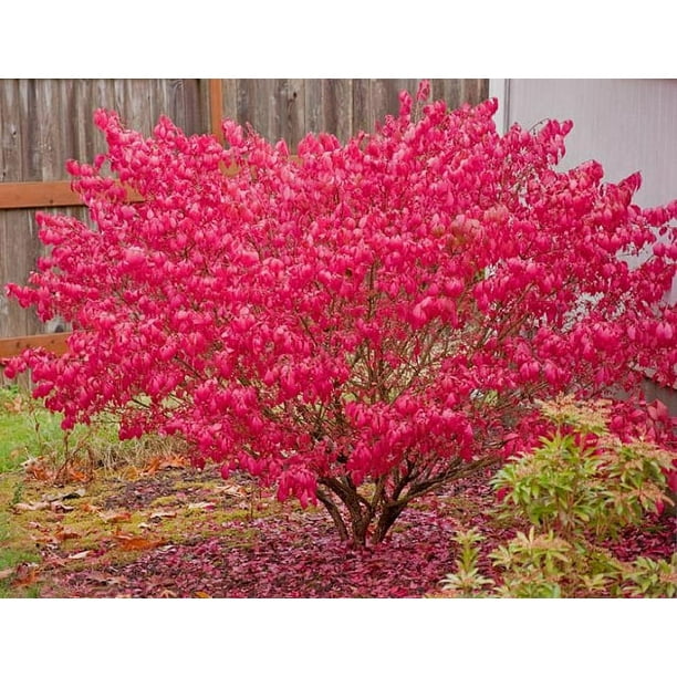Expert Gardener 2.5QT Compacta Burning Bush Live Plants Full Sun Red ...
