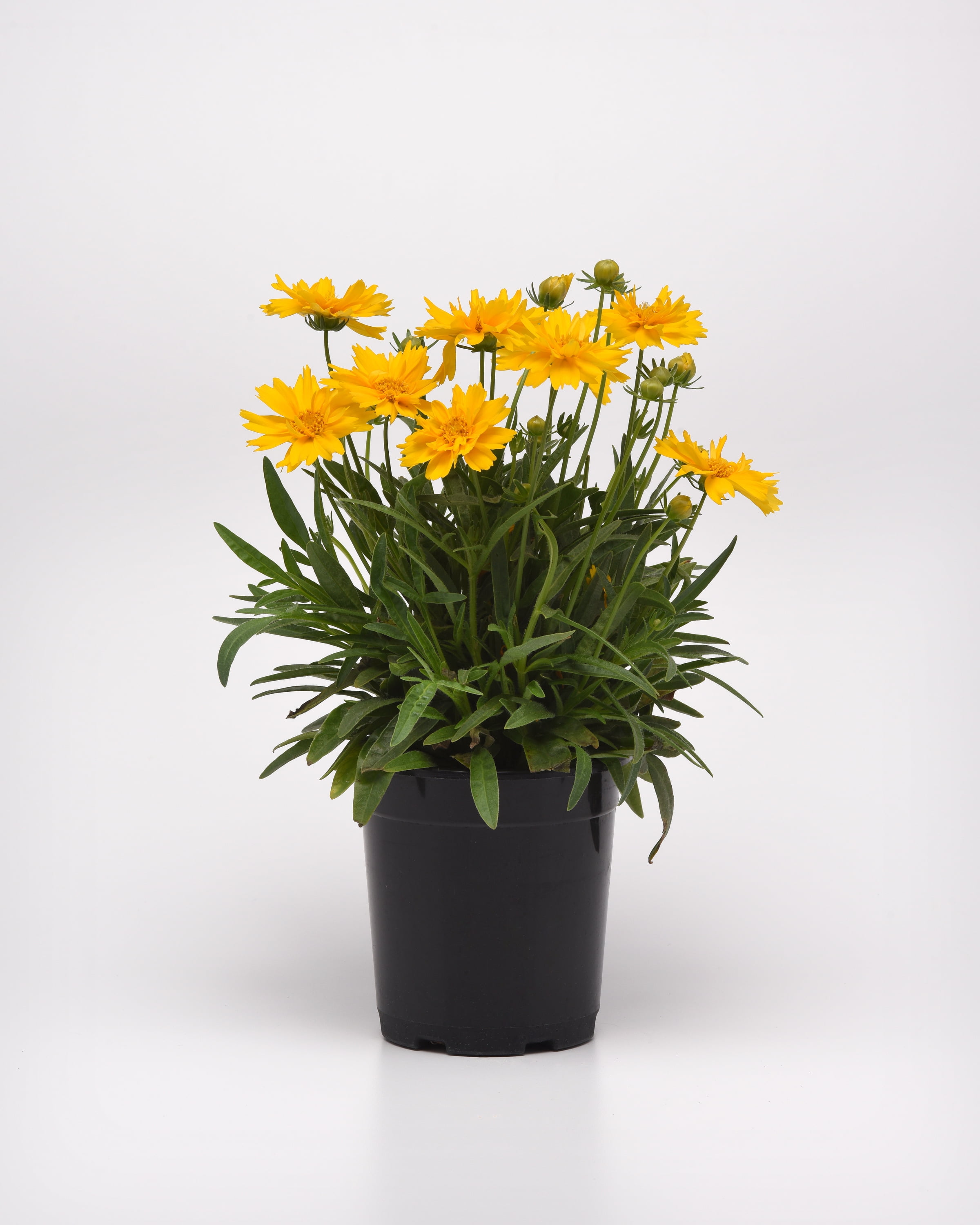 Expert Gardener 2.5QT Coreopsis grandifloria 'Tickseed' Perennial ...