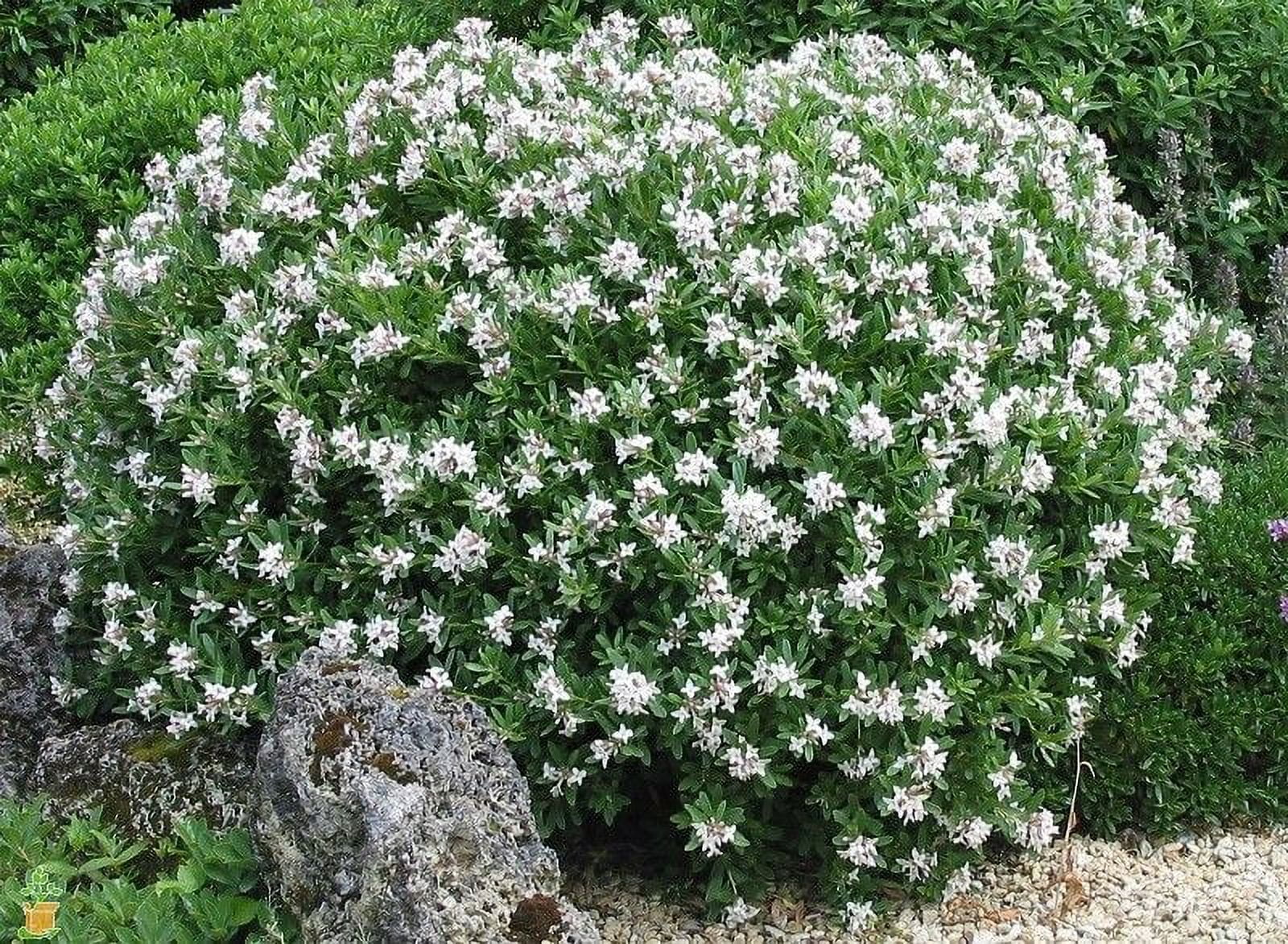 Expert Gardener 2.5QT Daphne Eternal Fragrance Evergreen Live Plants ...
