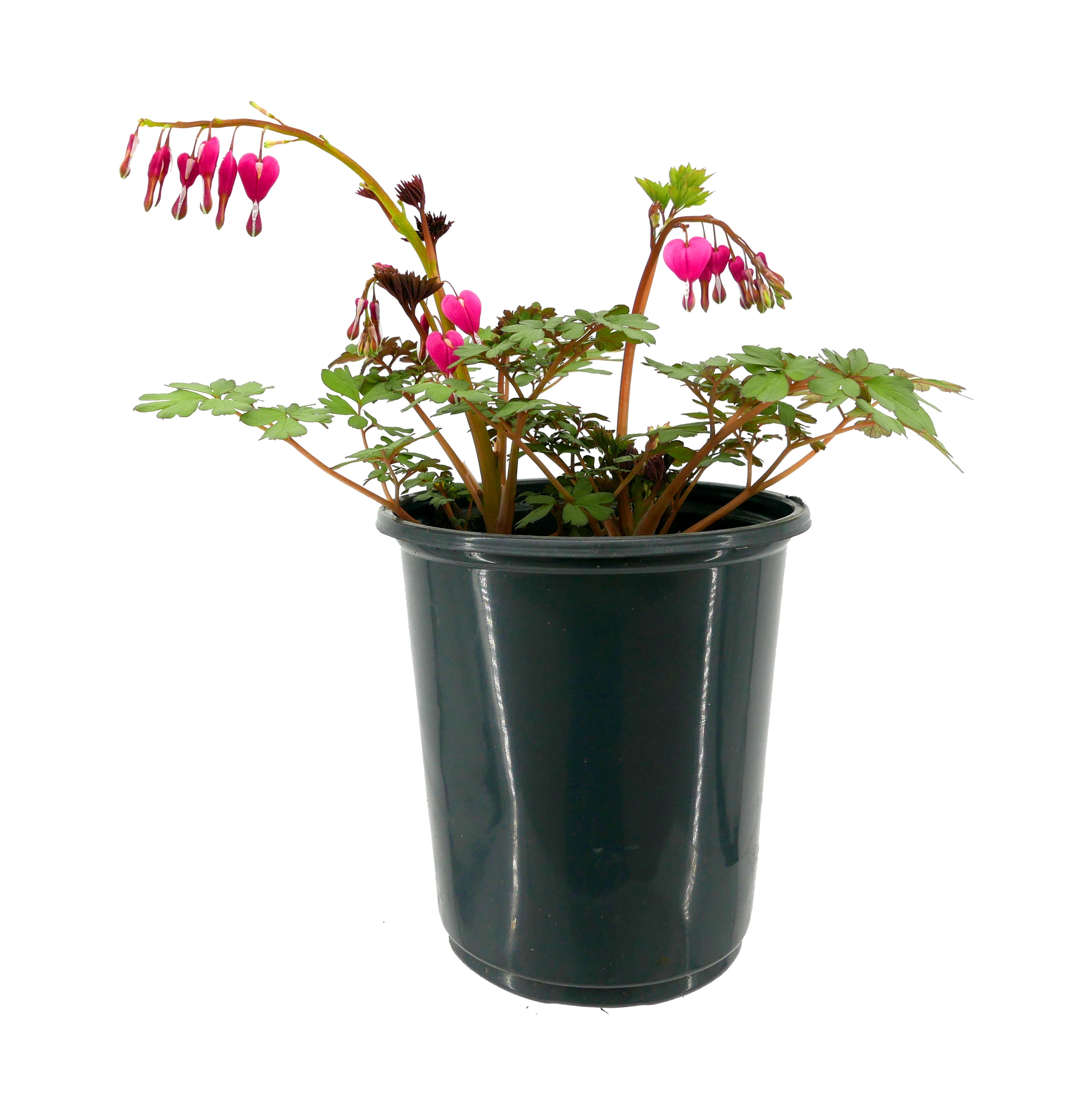 Expert Gardener 2.5QT Dicentra "Bleeding Heart" Perennial Flowering ...
