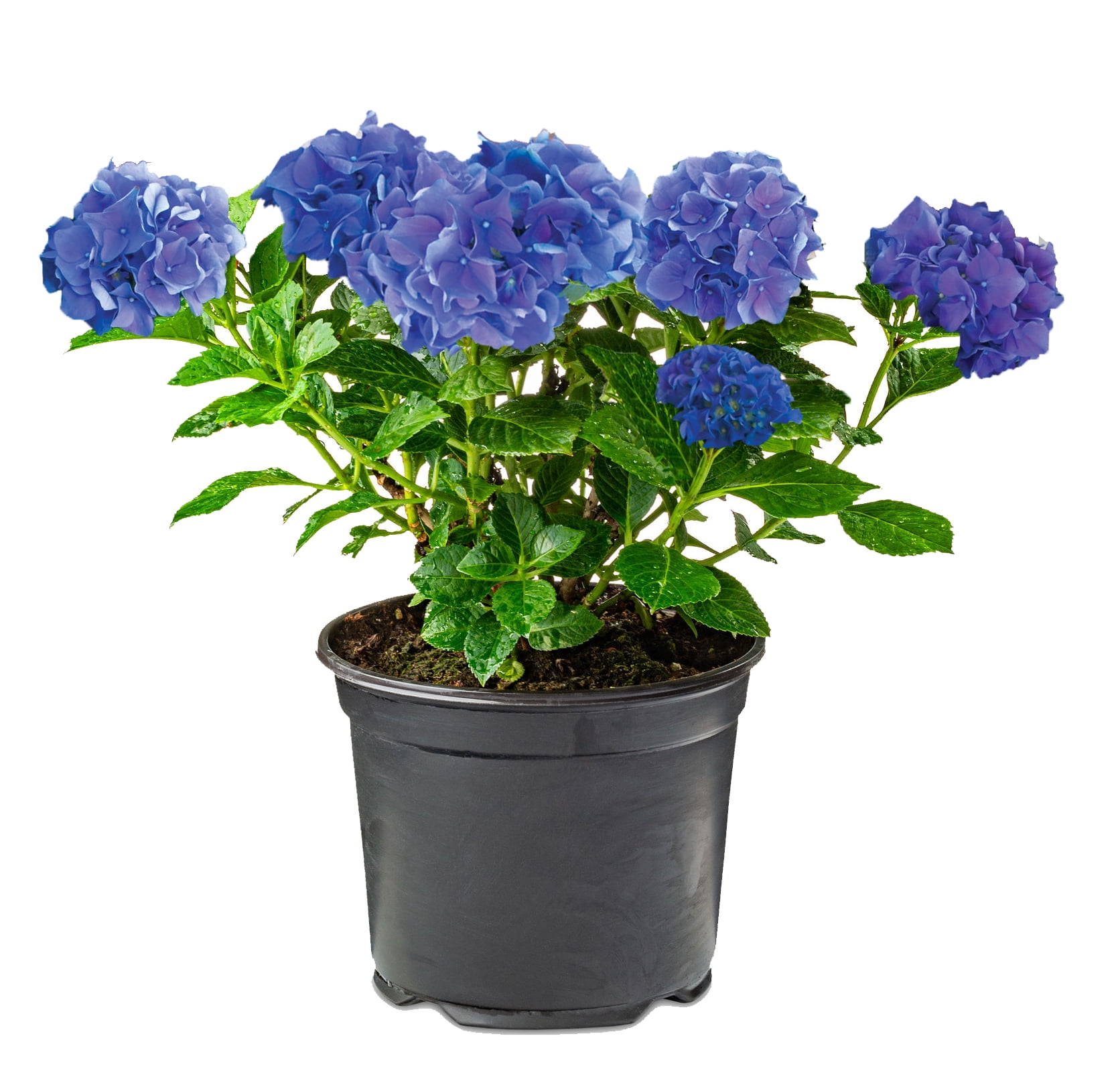 Expert Gardener 2.5QT Sun Hydrangea Live Shrub Plant - Walmart.com