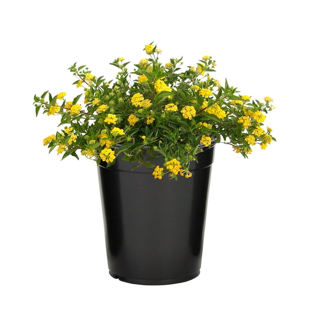Expert Gardener Gold Lantana Live Plant, 2.5 QT Grow Pot, Direct Sun ...