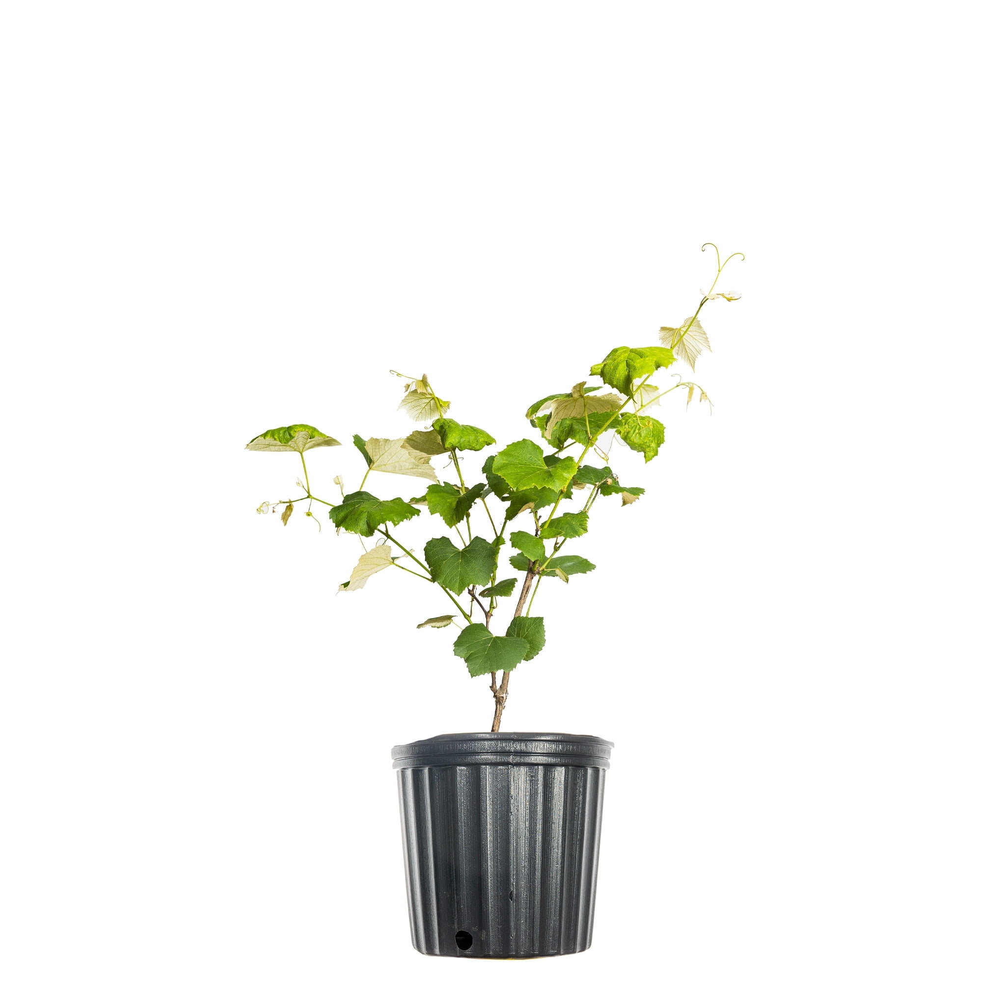 Expert Gardener 2.5QT Grape Monukka Edible Fruit Live Plants Full Sun ...