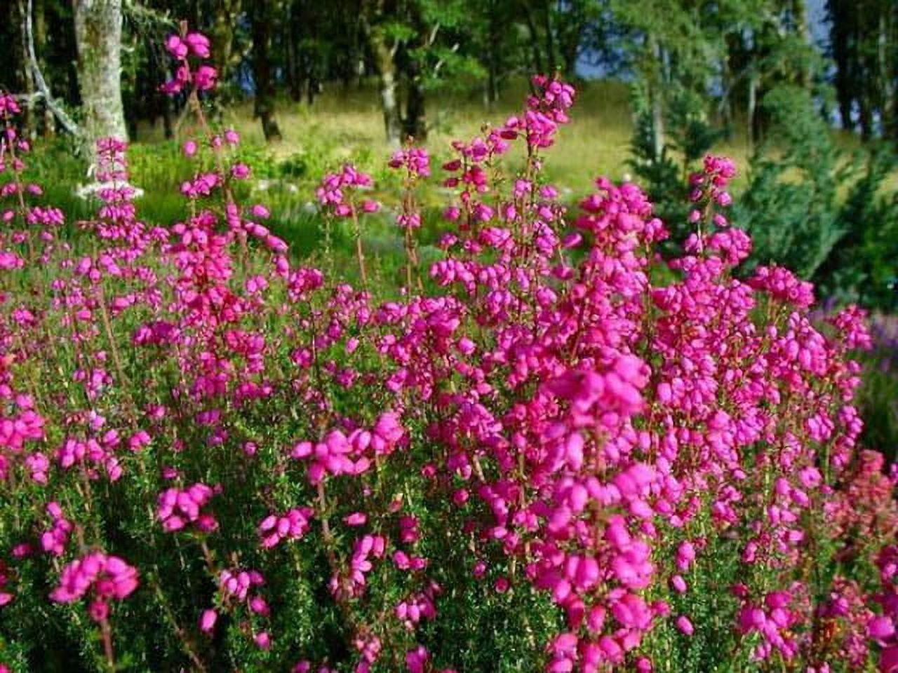 Expert Gardener 2.5QT Heather C D Eason Live Plants Full Sun Pink ...