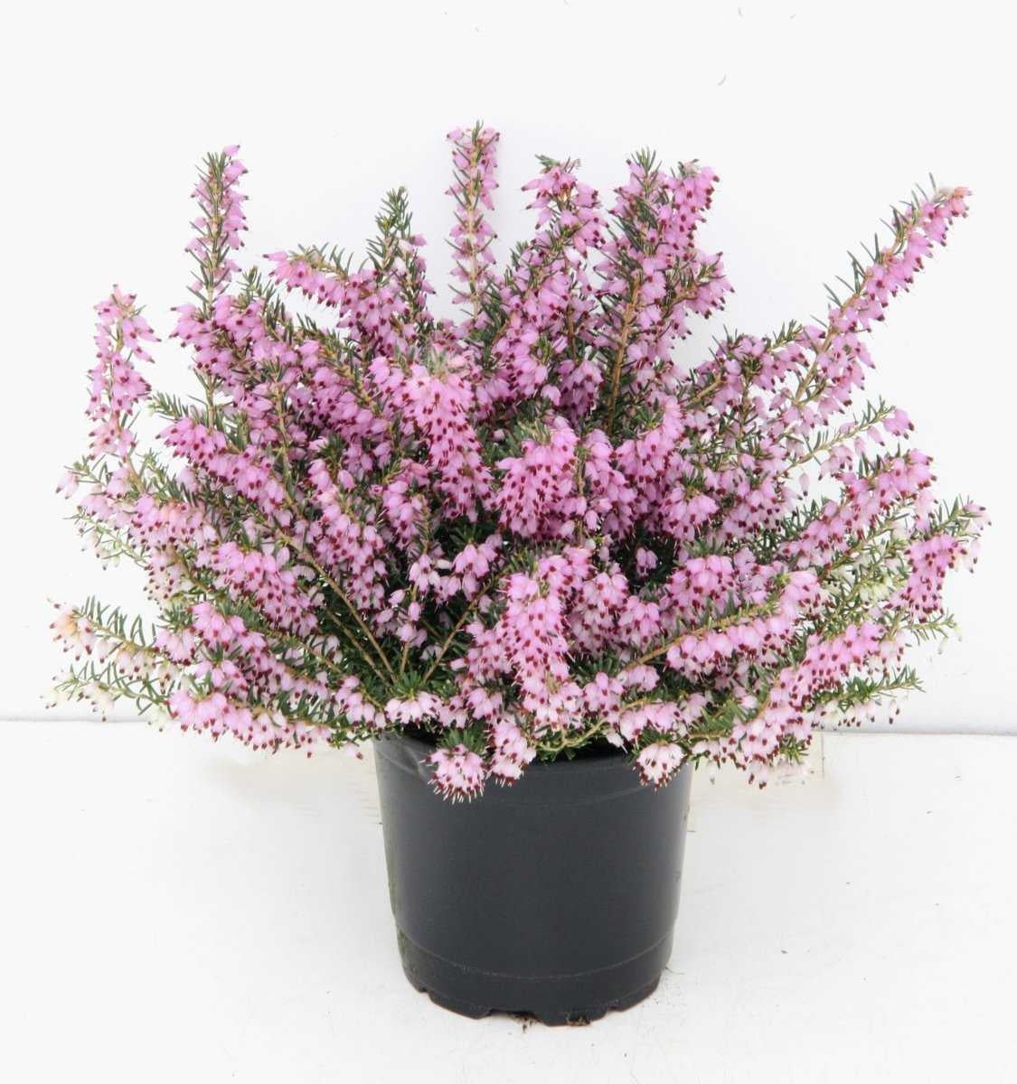 Expert Gardener 2.5QT Heather Darley Dale Flowering Evergreen Live ...