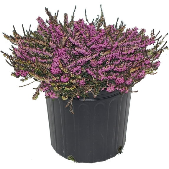 Expert Gardener 2.5QT Heather Furzey Evergreen Flowering Live Shrubs ...