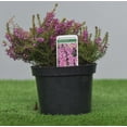 Expert Gardener 2.5QT Heather Mary Helen Flowering Live Plants Full Sun ...