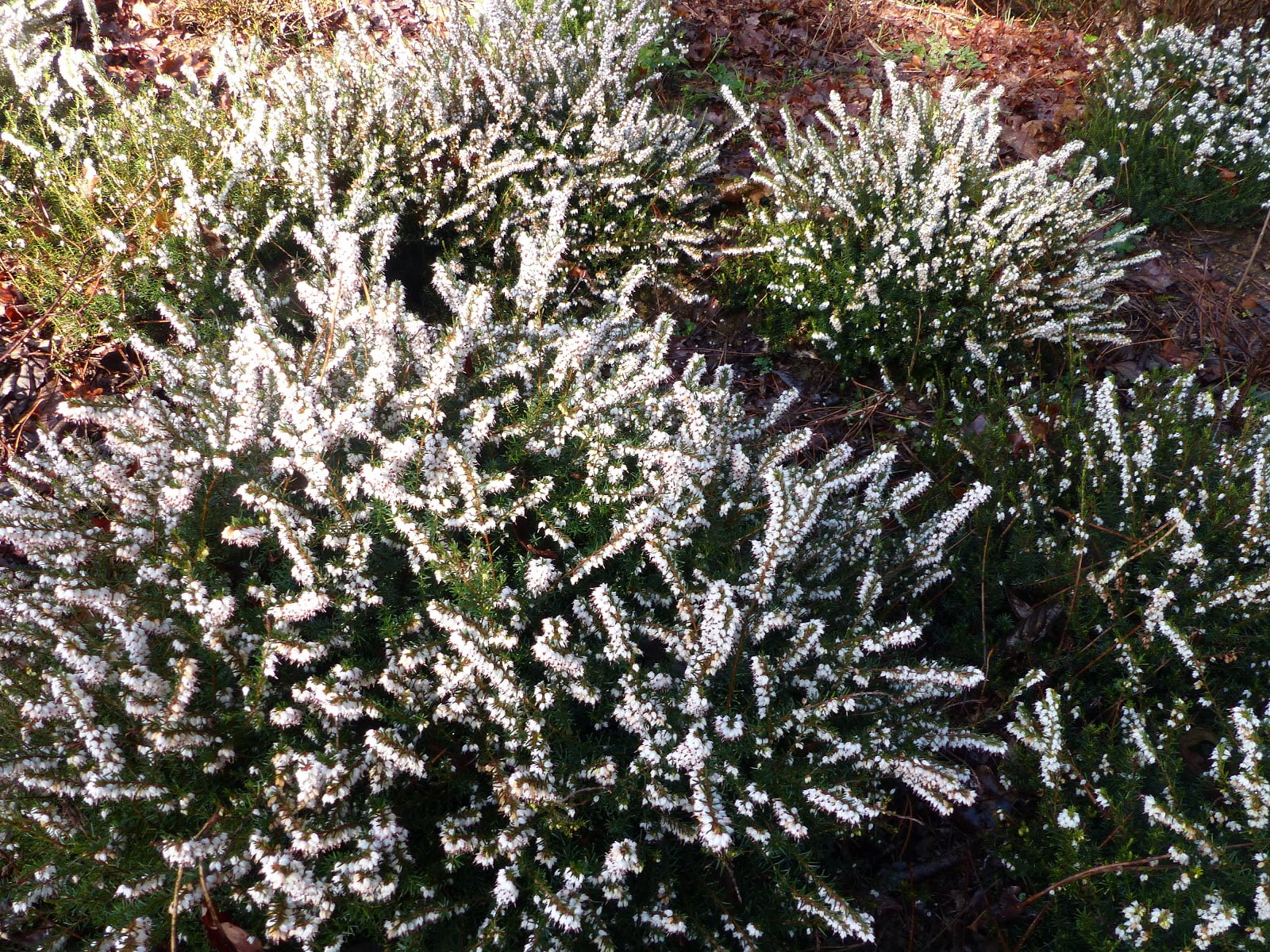 Expert Gardener 2.5QT Heather Mediterranean White Flowering Live Plants ...