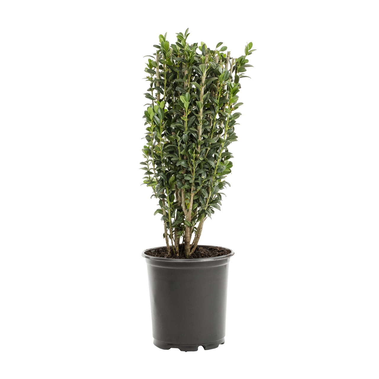 Expert Gardener 2.5QT Holly Sky Pencil Live Shrub, Evergreen Columnar ...