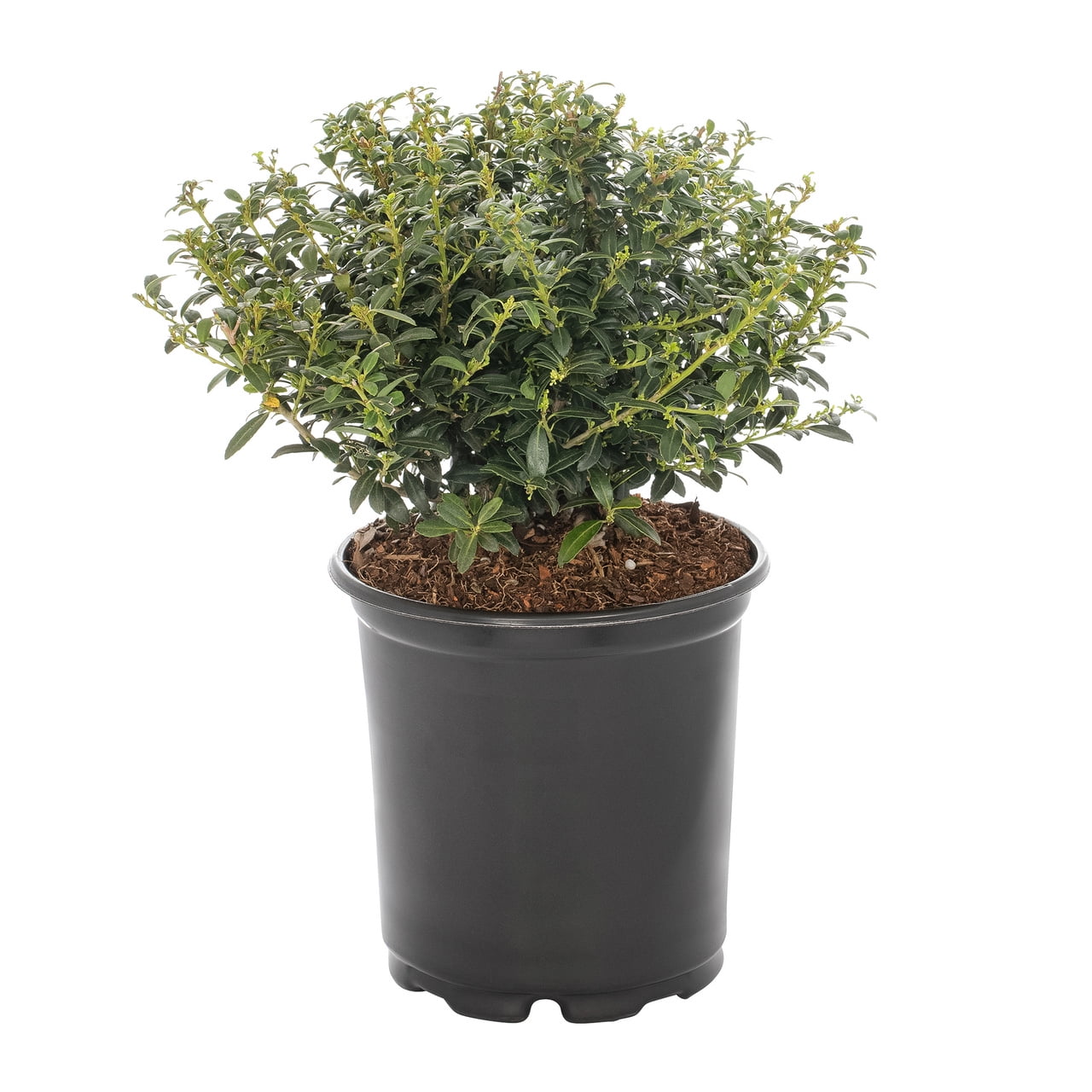 Expert Gardener 2.5QT Holly Soft Touch Live Shrub Plant Sun - Walmart.com
