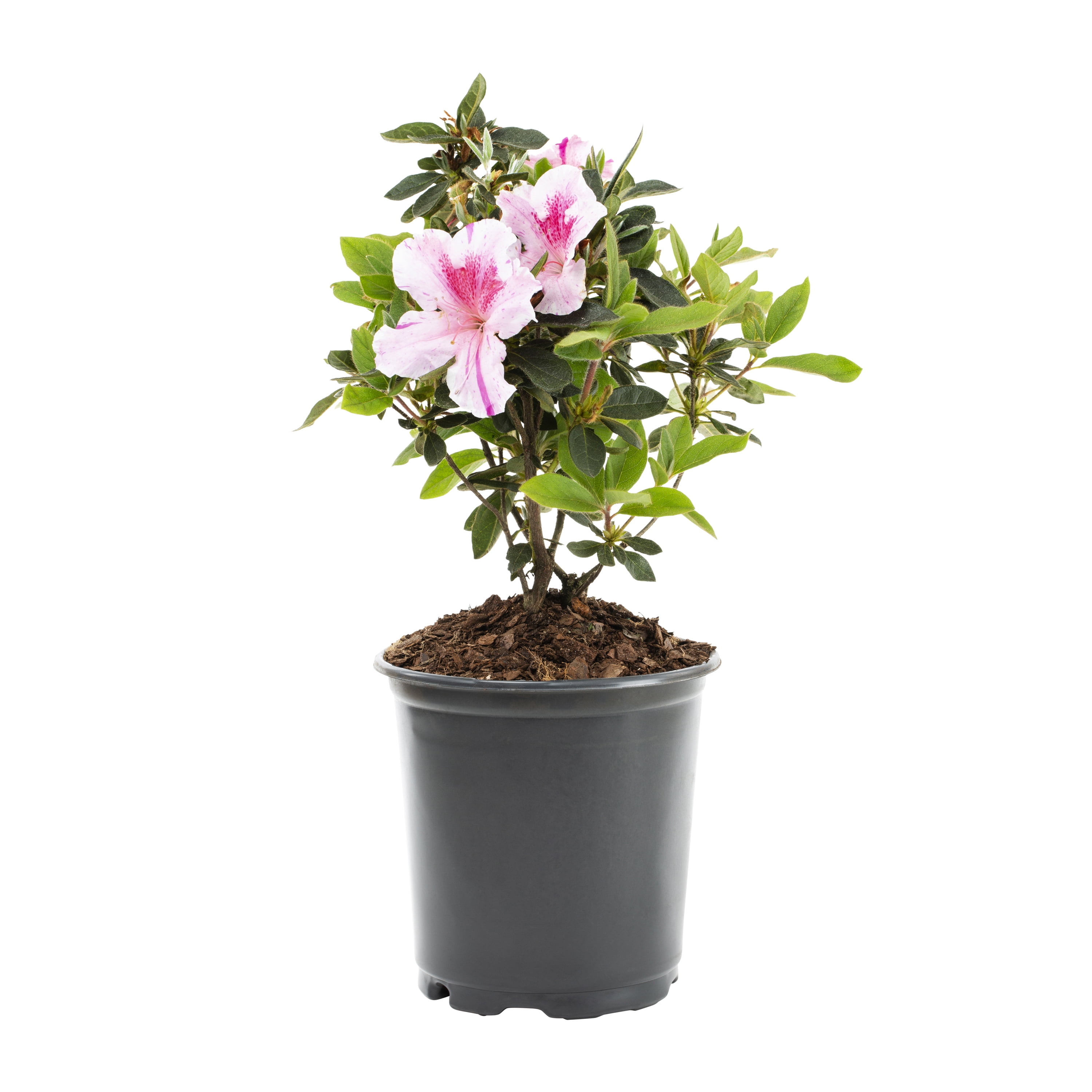 Expert Gardener 2.5QT Pink White Indica Azalea Live Shrub Plant Sun ...